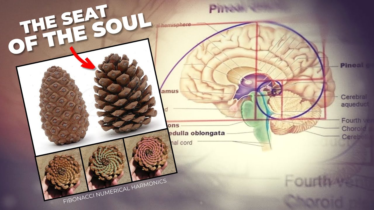 "Once Opened, Your Third Eye Will NEVER Close!" THE SEAT OF THE SOUL ...